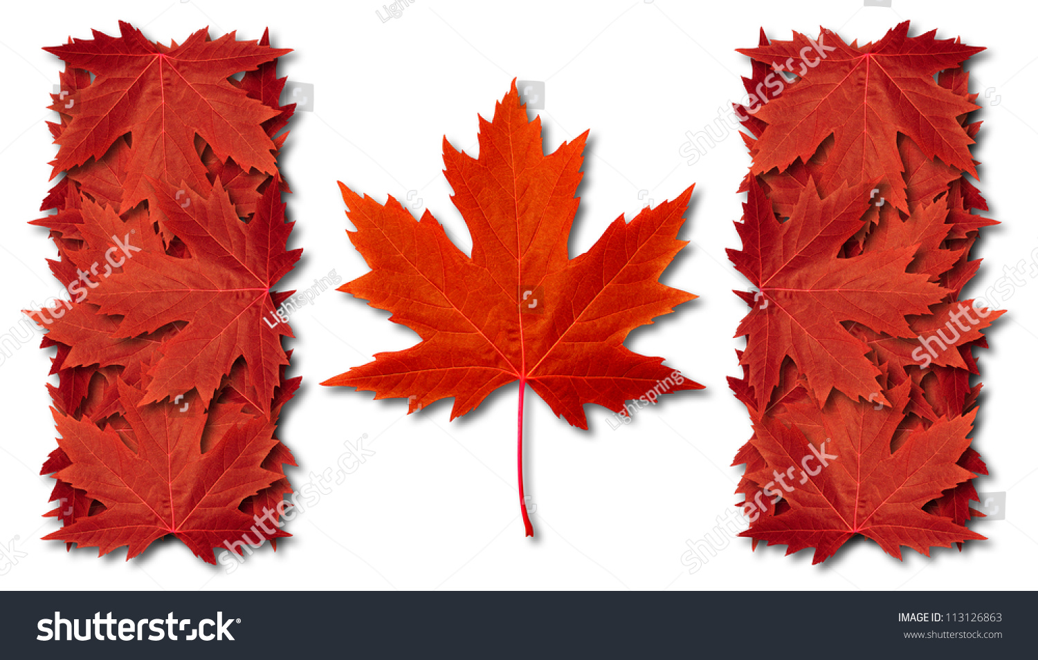 加拿大国旗上枫树的品种